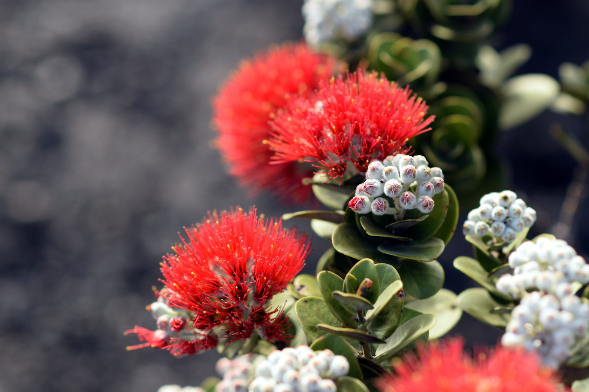 5 Things You Need to Know About the ʻŌhiʻa Lehua Tree - HAWAIʻI Magazine