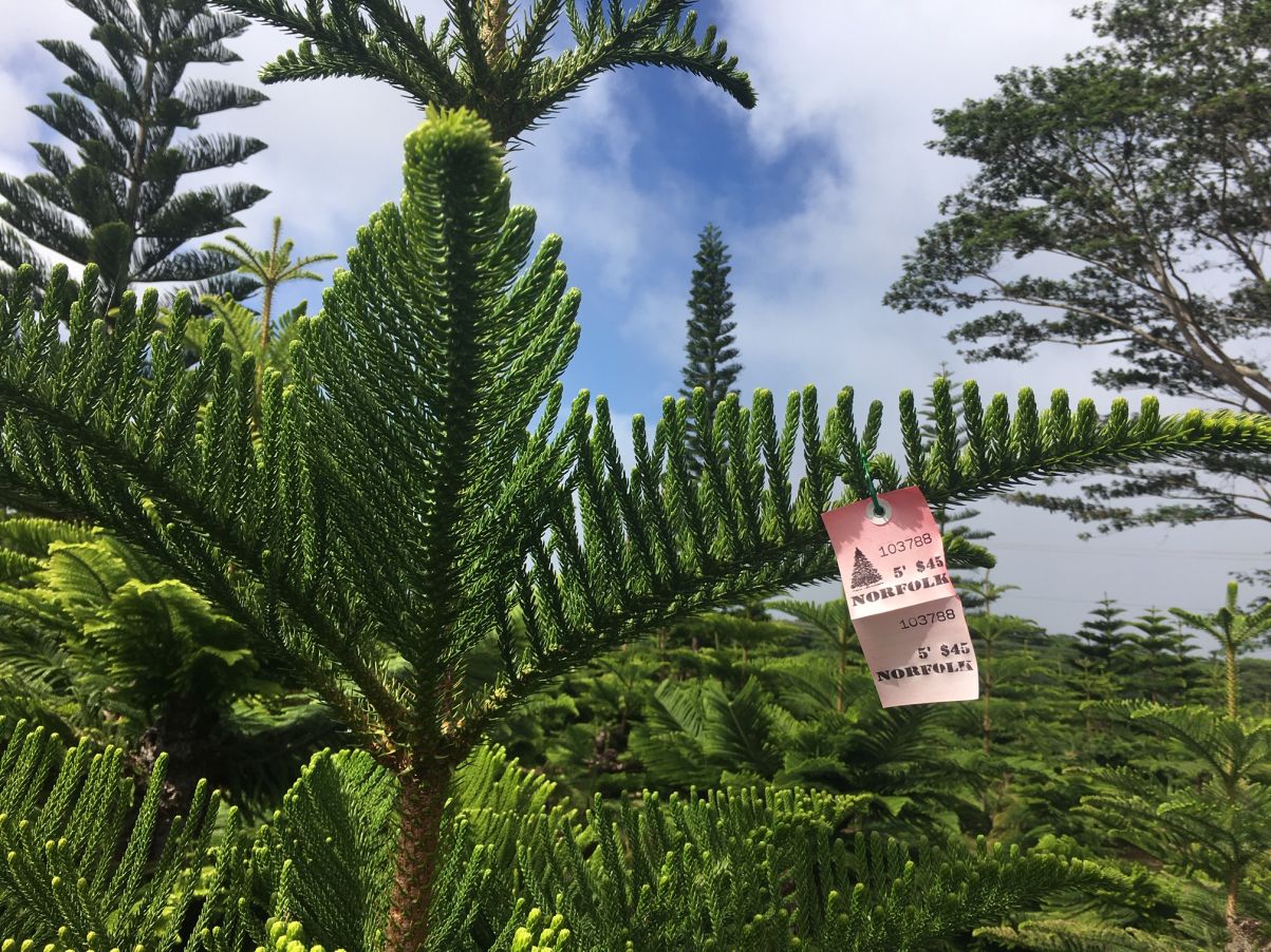 Find a Charming Hawaiian Christmas Tree at Helemano Farms - HAWAIʻI ...