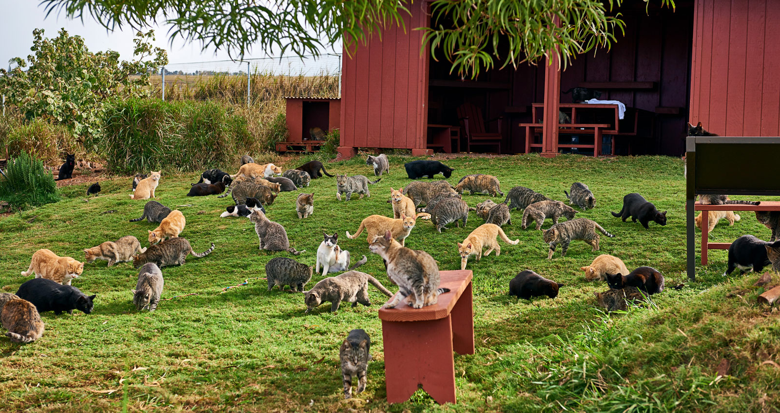 This Cat Sanctuary on Lanai has become Hawaii's Most Surprising Travel ...