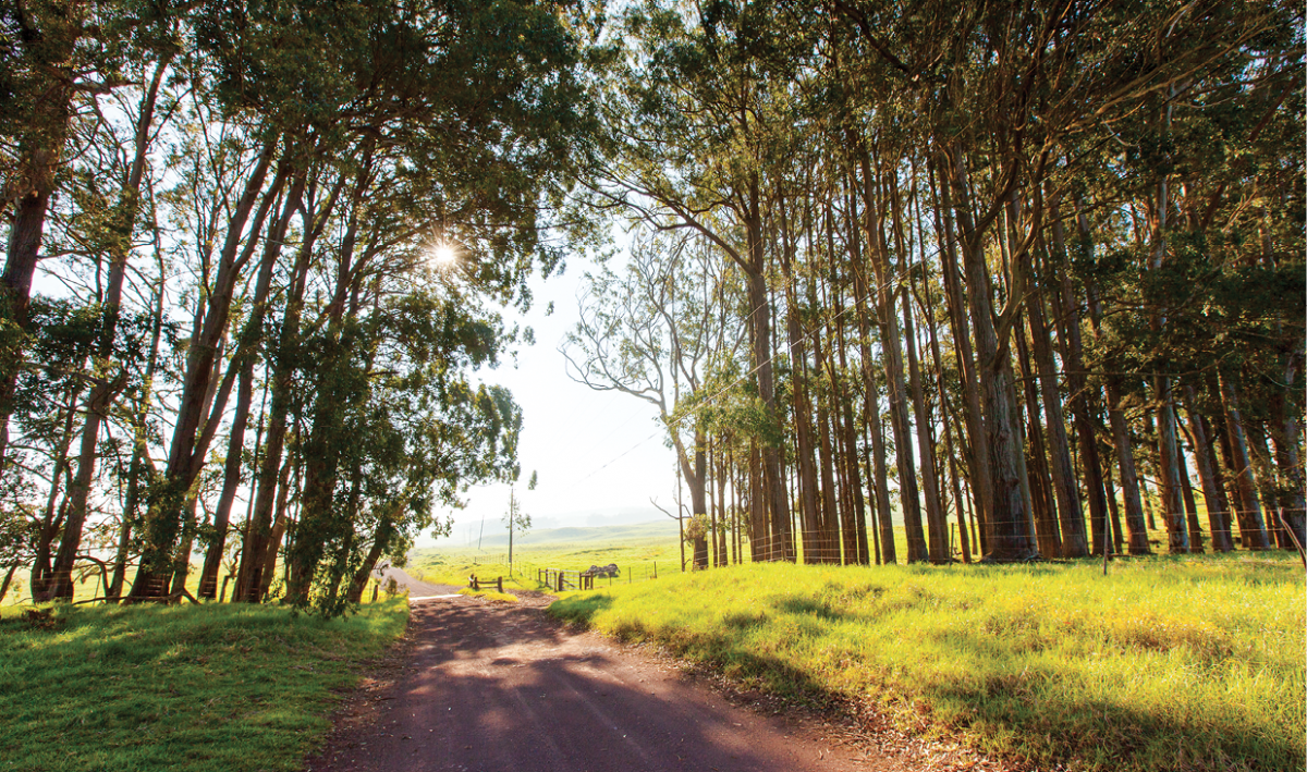 The brilliant beauty of Mauna Kea's little-traveled Mana Road - HAWAIʻI ...