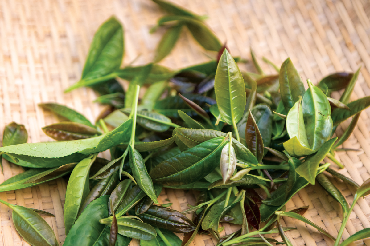 Hawaii's Tea Farmers Demonstrate Commitment to the Art of Tea - HAWAIʻI ...