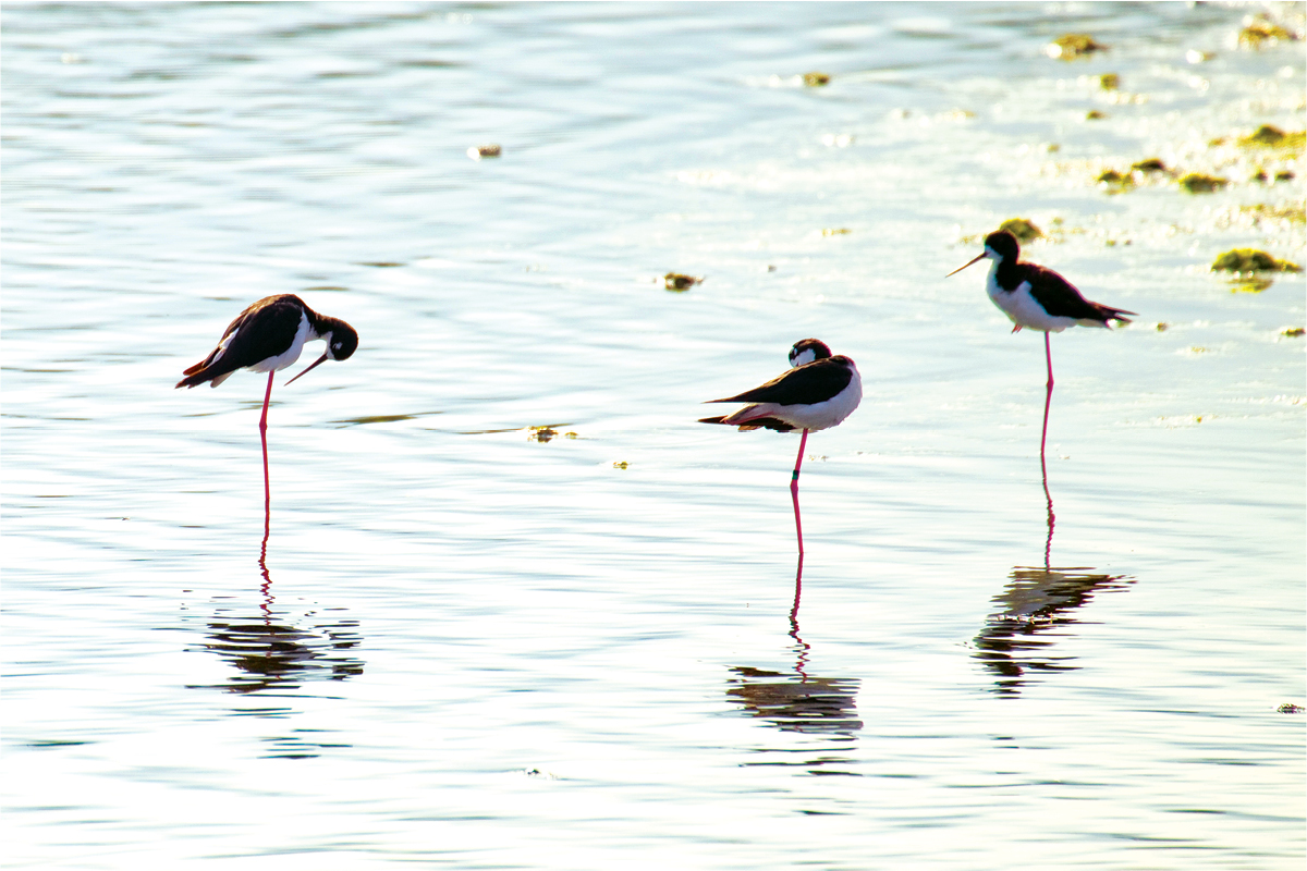 The Big Island's 5 National Parks - HAWAIʻI Magazine