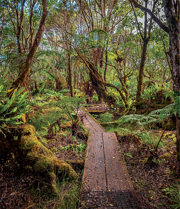 The Ethereal Beauty of Kauai's Alakai Swamp Trail - HAWAIʻI Magazine