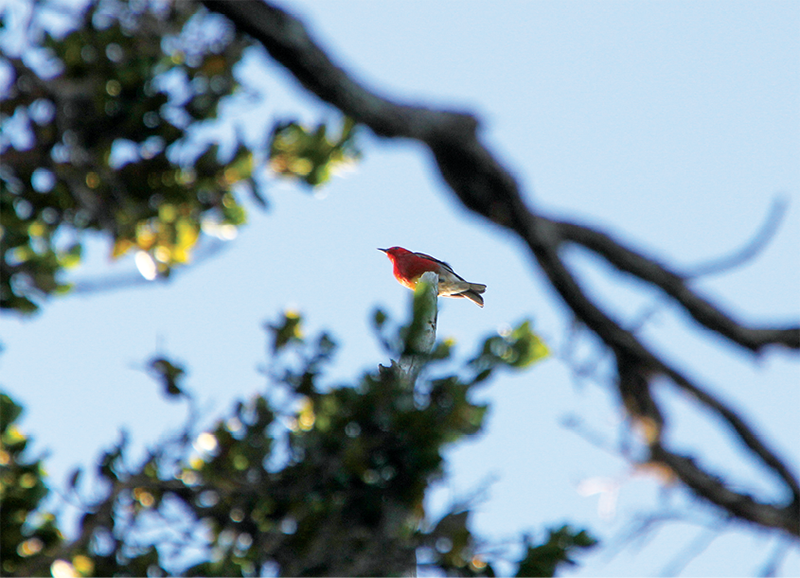 The Ethereal Beauty of Kauai's Alakai Swamp Trail - HAWAIʻI Magazine