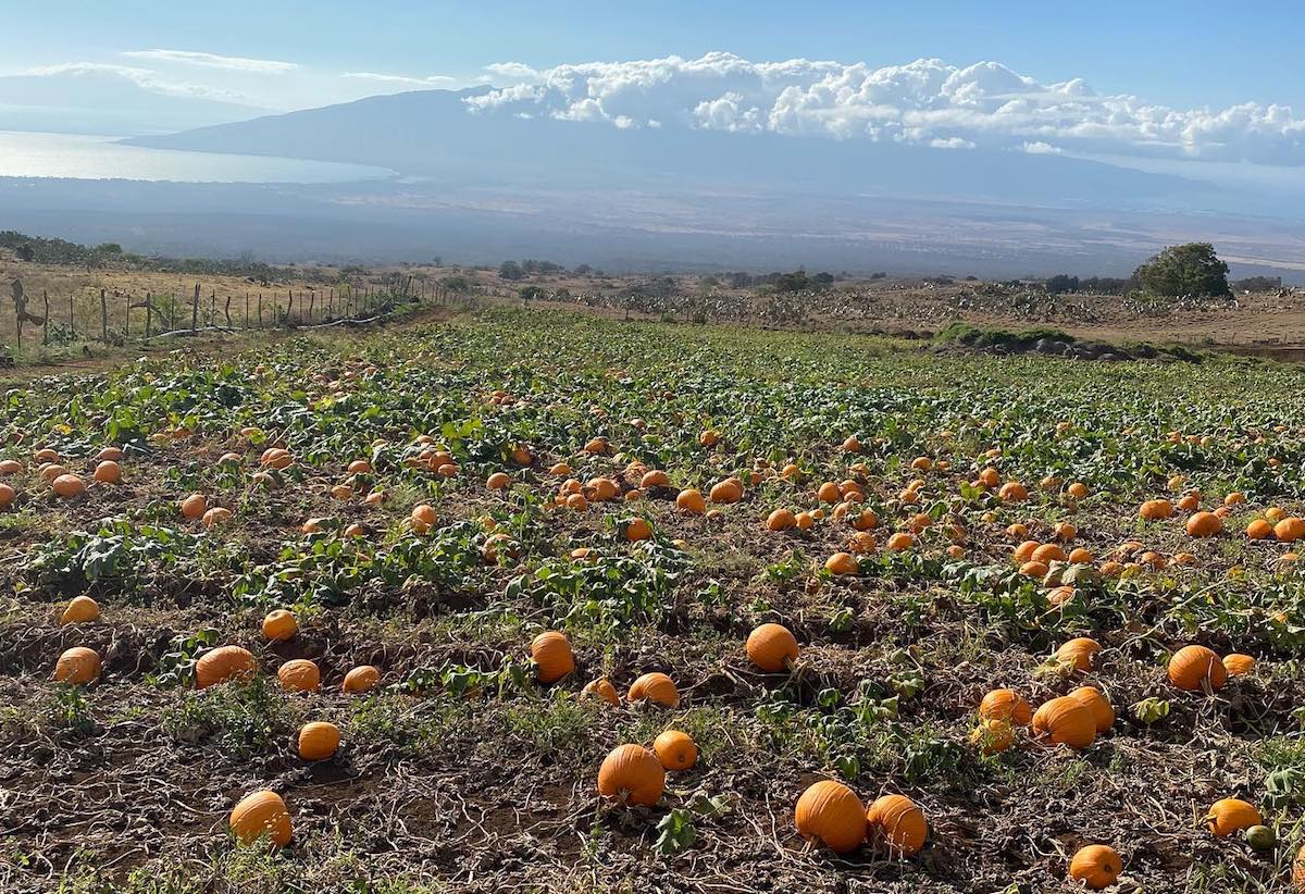 7 Reasons You’ll Fall for Hawai‘i in the Fall - HAWAIʻI Magazine