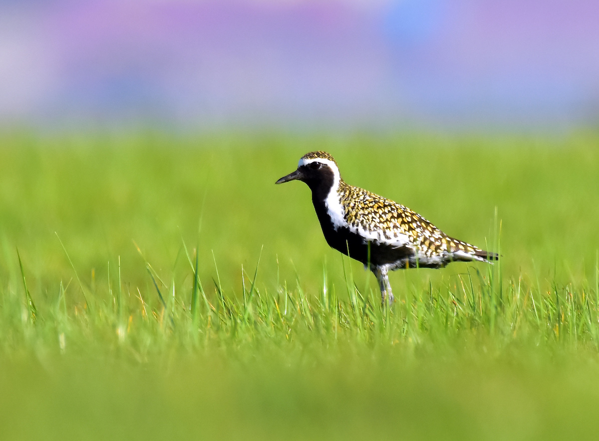 The Beloved Kōlea Birds Return to Hawaiʻi - HAWAIʻI Magazine