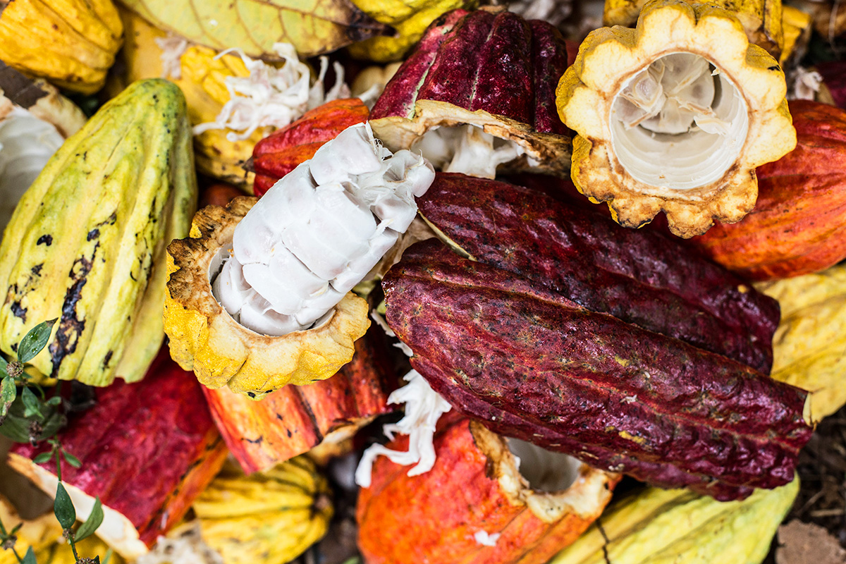 How Hawaiʻi's Cacao is Making the World Sweeter - HAWAIʻI Magazine