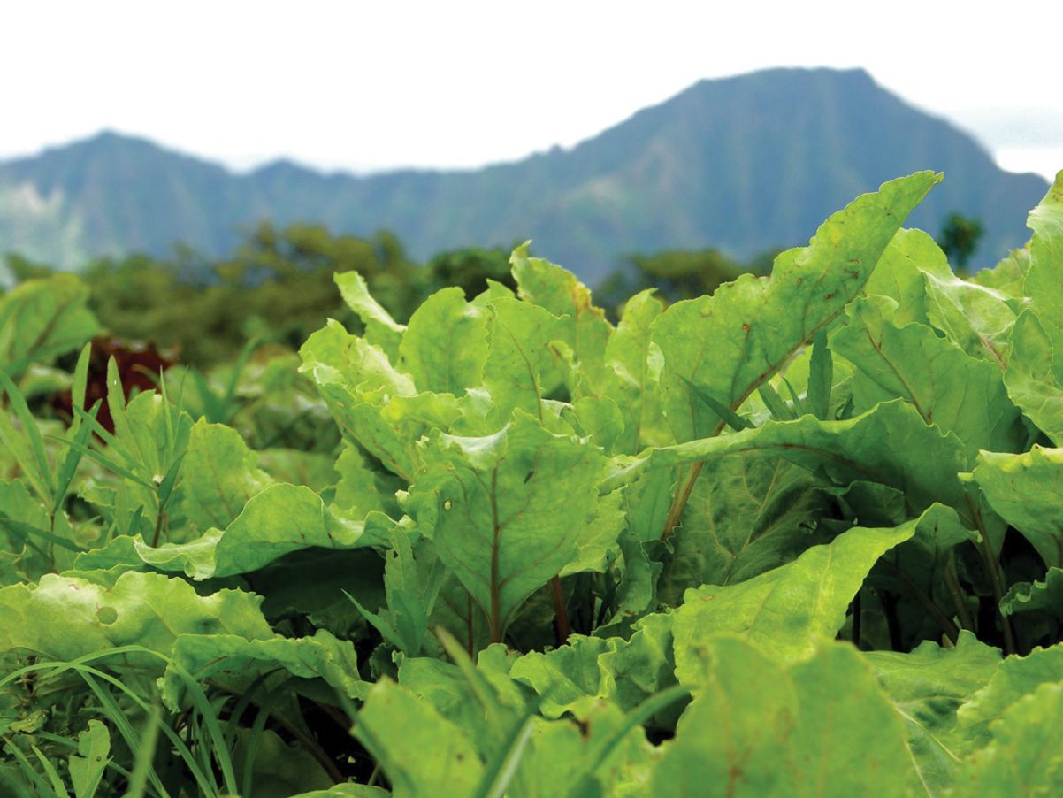 Veggies to Subscribe to: Services that deliver Hawaii-grown produce to ...