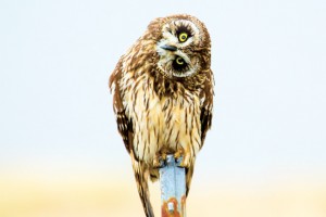 Pueo: The Elusive Hawaiian Owl - HAWAIʻI Magazine