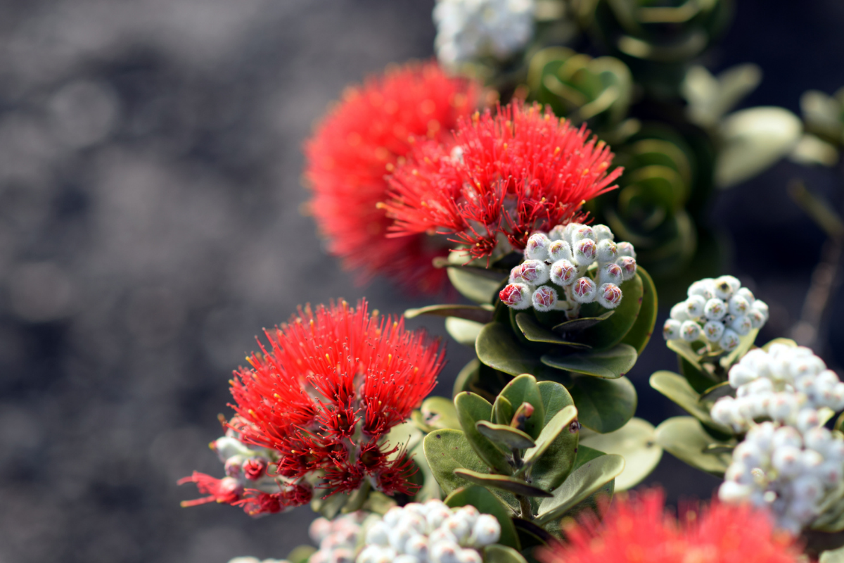The 8 Flowers for the 8 Main Hawaiian Islands - HAWAIʻI Magazine