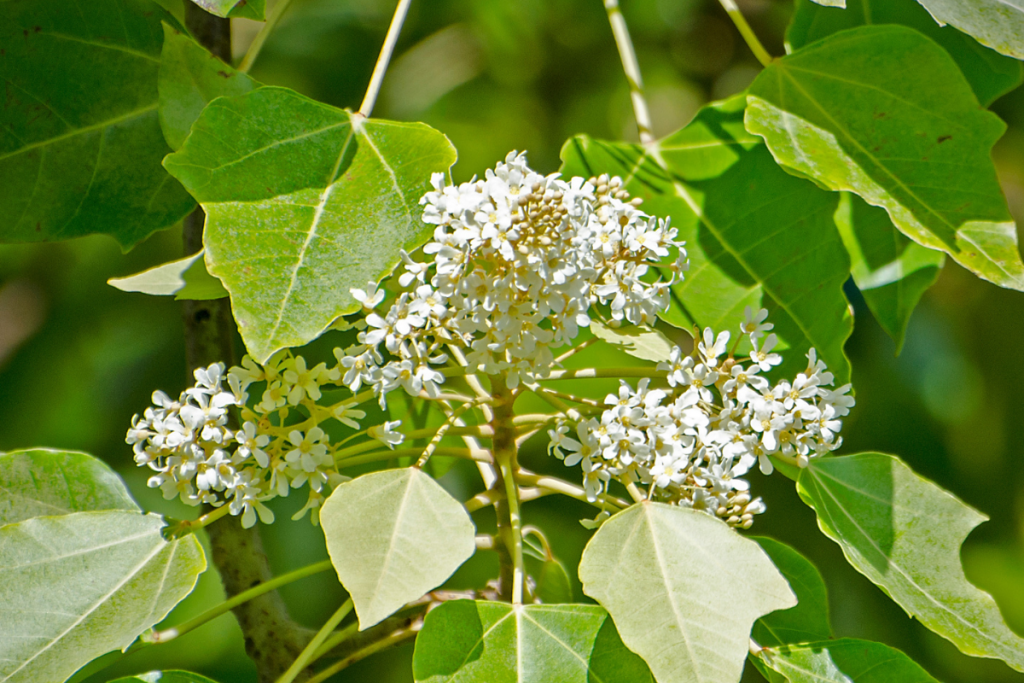 The 8 Flowers for the 8 Main Hawaiian Islands - HAWAIʻI Magazine