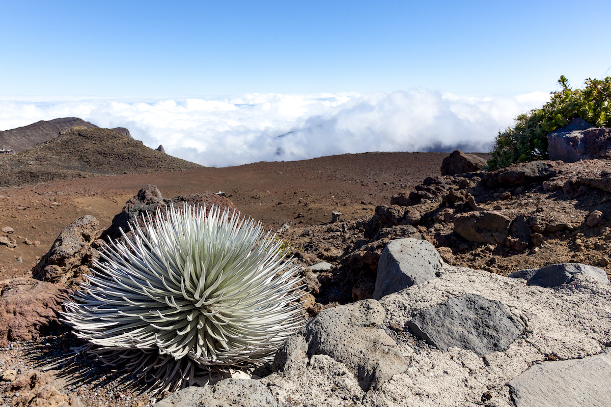 Native Plants You Should Know on Your Next Trip To Hawaiʻi - HAWAIʻI ...