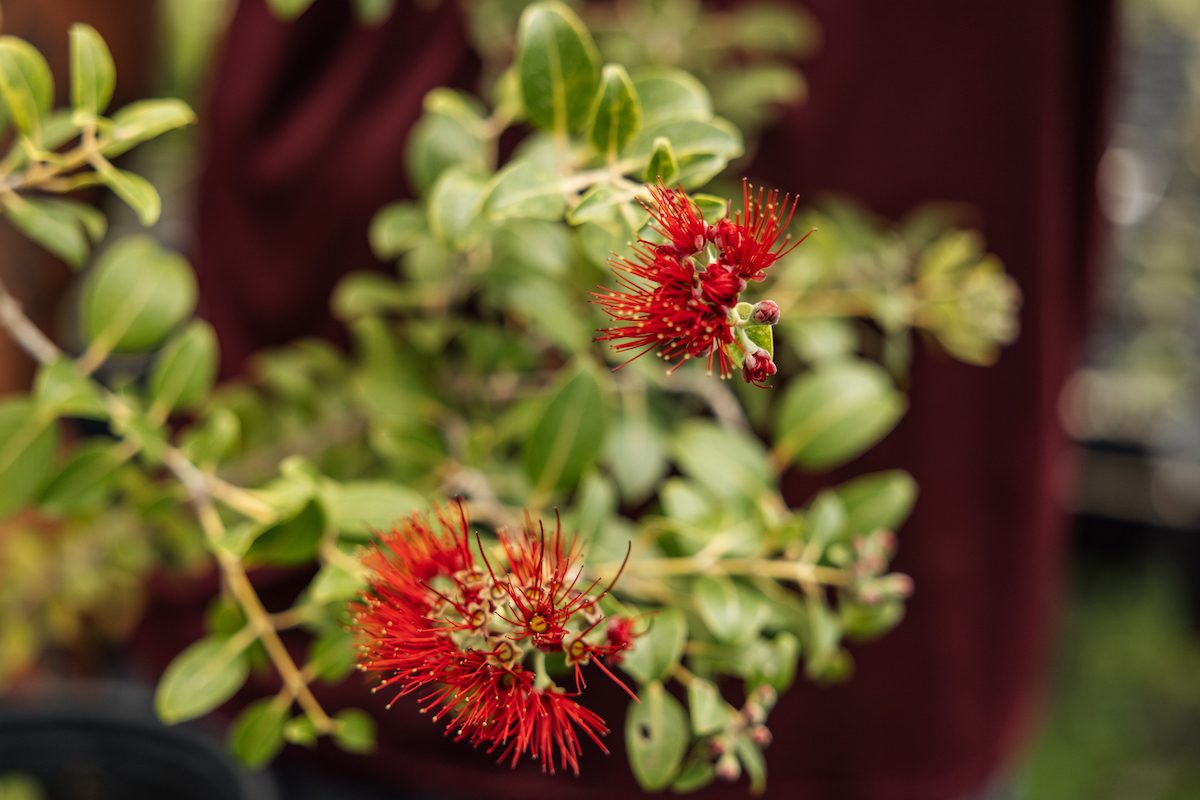 Native Plants You Should Know on Your Next Trip To Hawaiʻi - HAWAIʻI ...