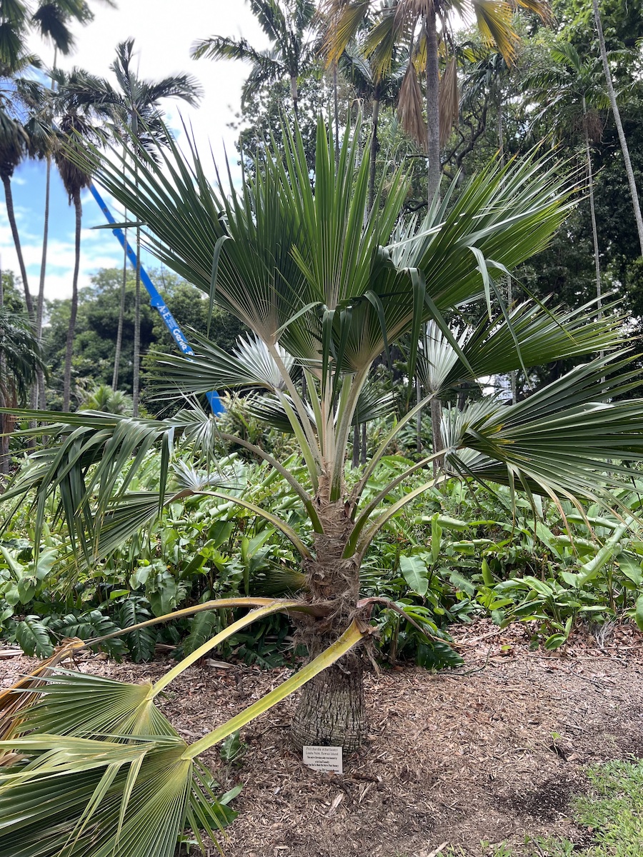 8 Plants You Need To See at Foster Botanical Garden on Oʻahu - HAWAIʻI ...