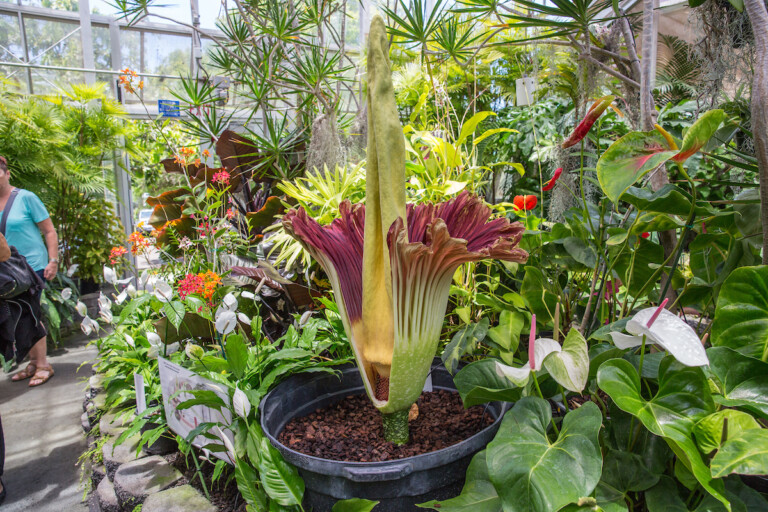 8 Plants You Need To See at Foster Botanical Garden on Oʻahu - HAWAIʻI ...
