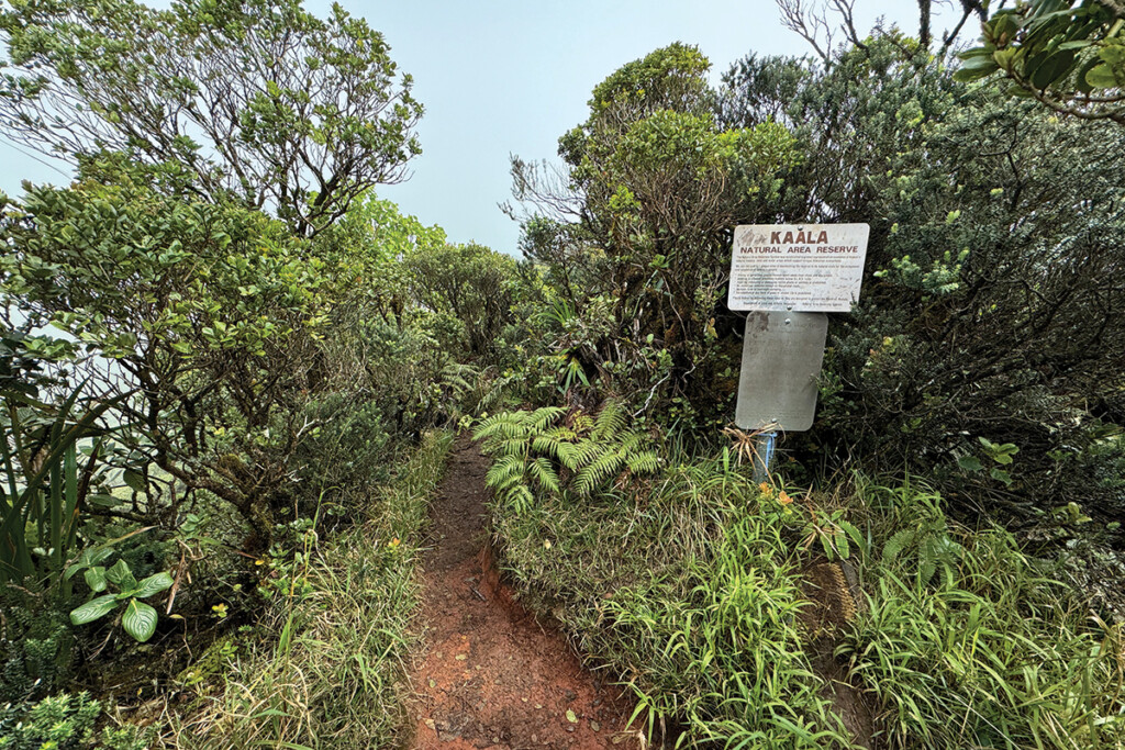 We Hiked the Tallest Peak on Oʻahu - HAWAIʻI Magazine