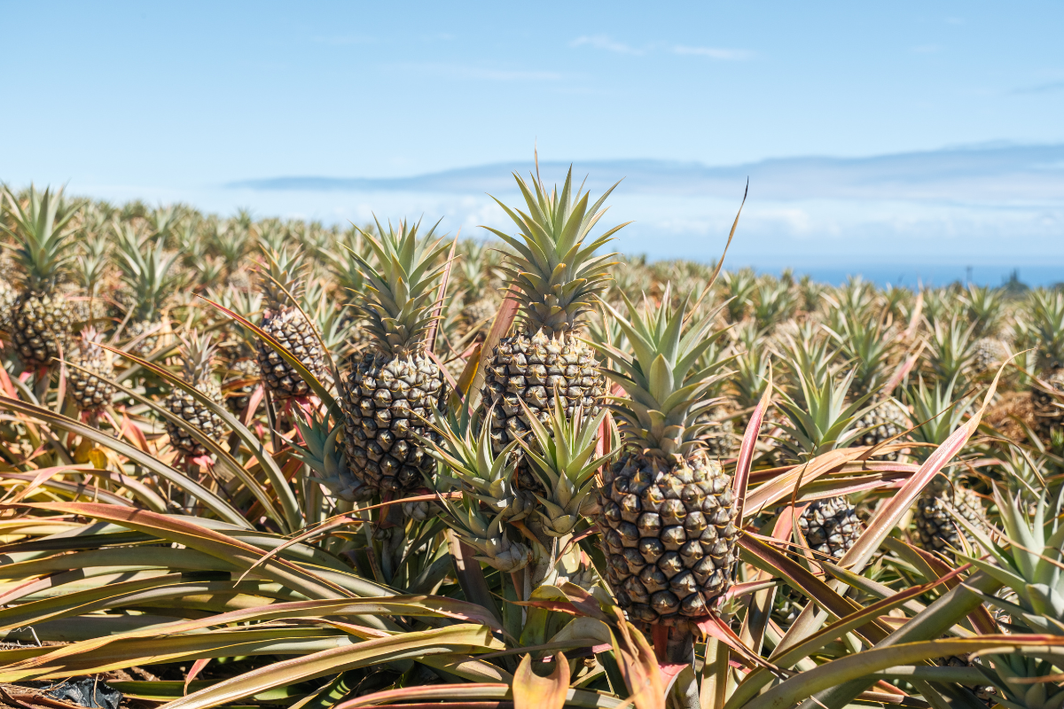 Savor Sweet Pineapple and Farm-to-Table Cuisine on this Culinary ...