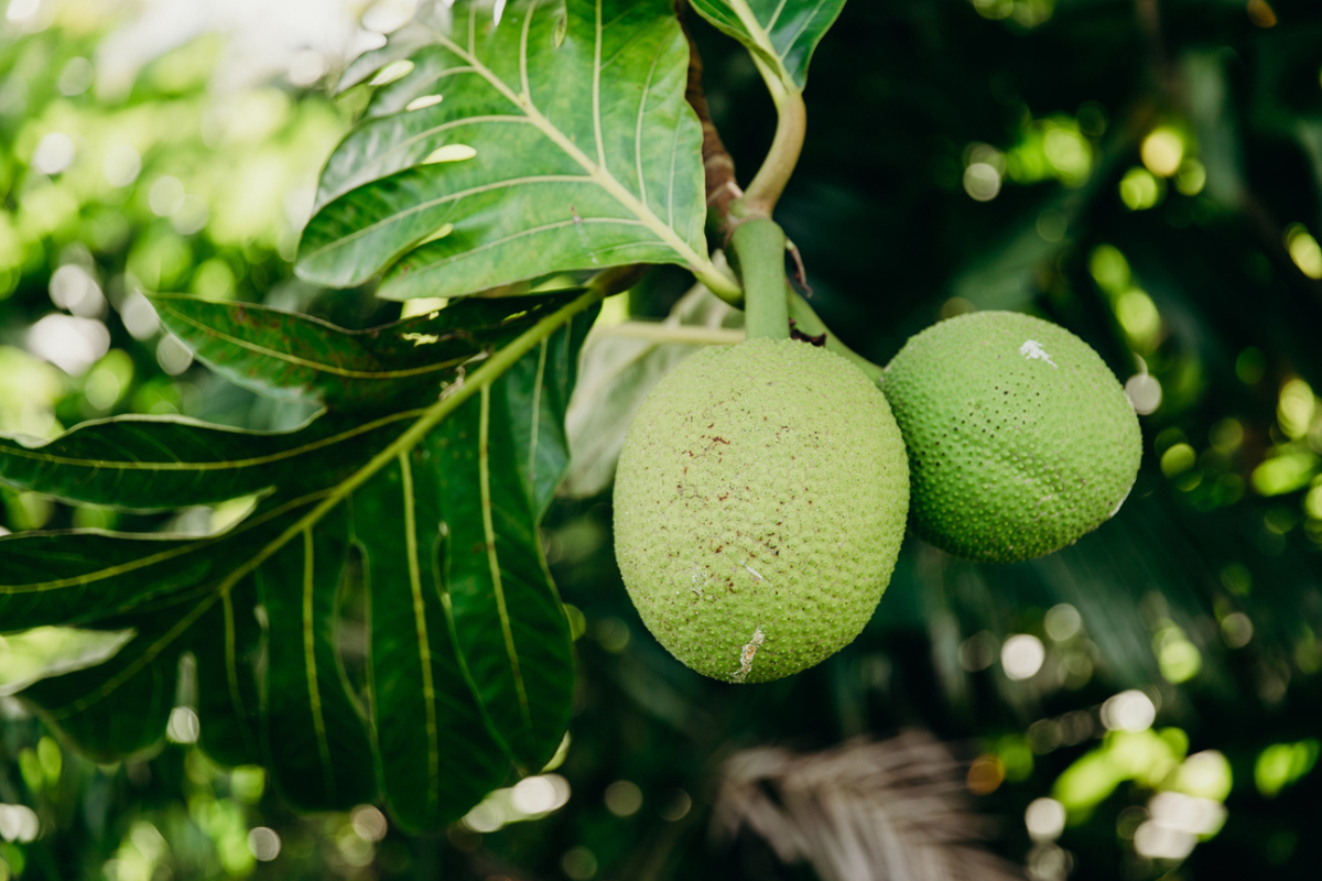 The Legend of ʻUlu in Hawaiʻi - HAWAIʻI Magazine