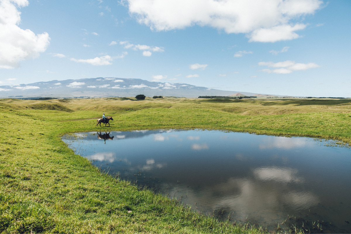 8 Reasons to Love Waimea on Hawaiʻi Island - HAWAIʻI Magazine