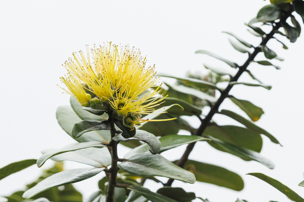 5 of Hawai‘i’s Extraordinary Native Flowers - HAWAIʻI Magazine