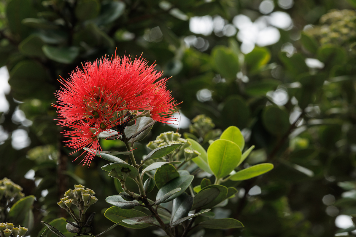 5 of Hawai‘i’s Extraordinary Native Flowers - HAWAIʻI Magazine
